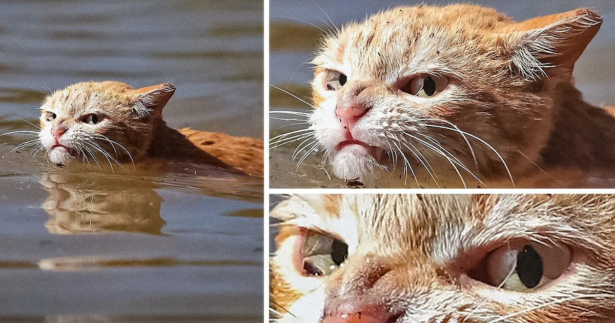 20 Gatos que se ven tan enojados que no quisieras cruzarte en su camino