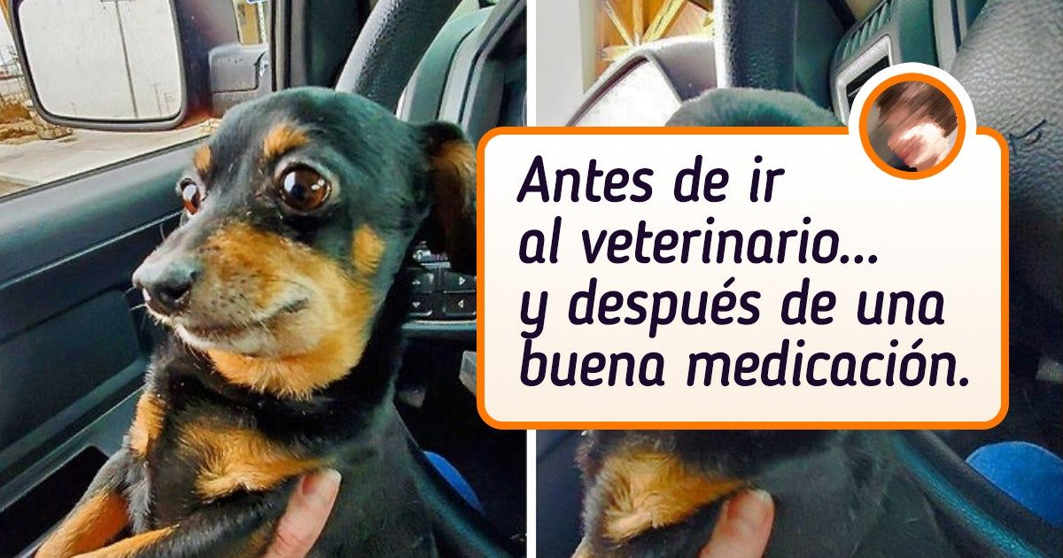 25 Rostros de animales que reflejan una completa gama de emociones