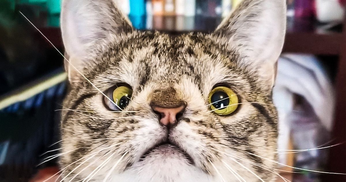 La historia de una gatita con síndrome de Down enseña a aceptar y ...