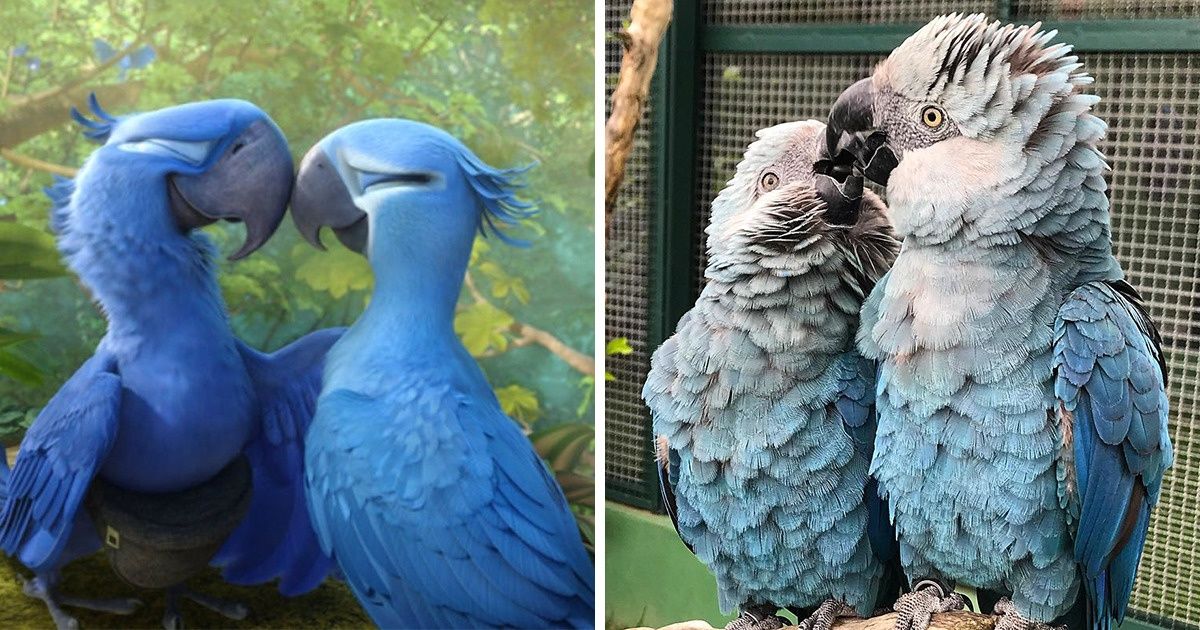 El loro azul de “Río” ahora está extinto y no podemos contener nuestras ...