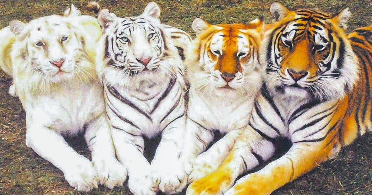 26 Animales que te impresionarán con sus sorprendentes colores