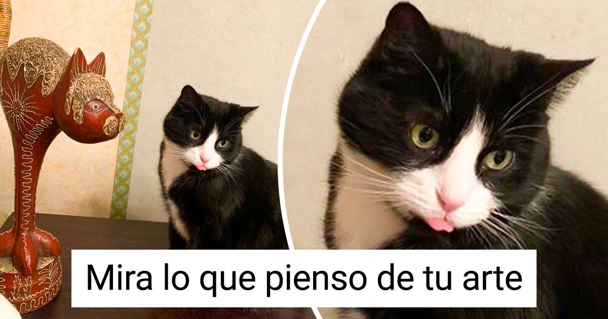 20+ Gatos demuestran que también tienen su lado cómico (sin dejar de ...