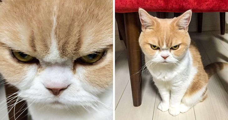 20 Gatos que se ven tan enojados que no quisieras cruzarte en su camino